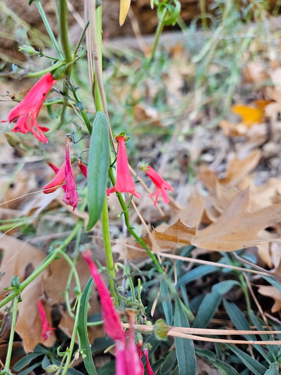 Penstemon Rostriflorus