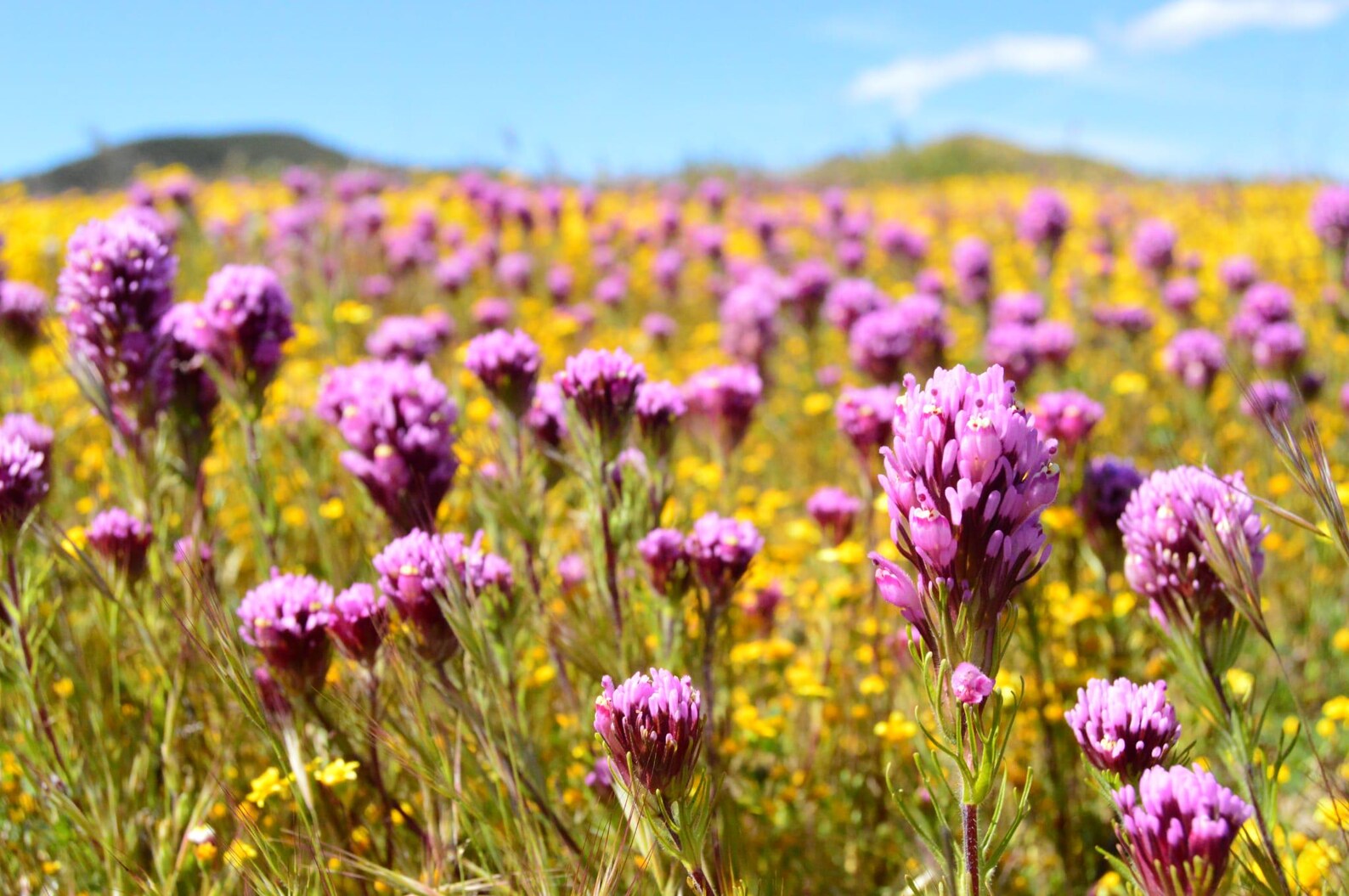 Purple Owl's Clover Seeds|castilleja Exserta|california Native ...