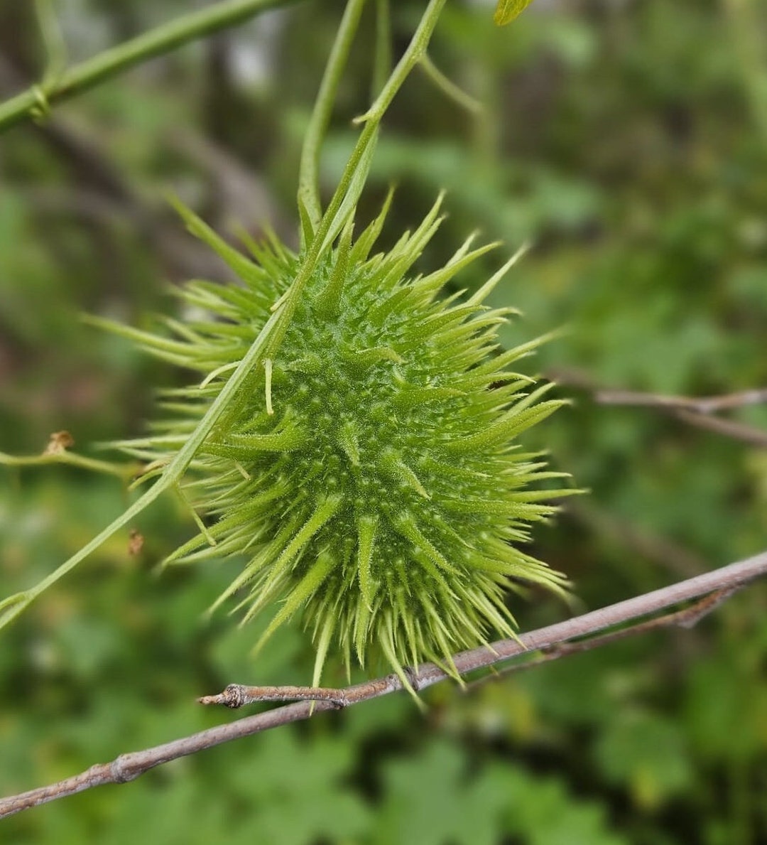 Wild Cucumber Seeds|marah Macrocarpa|california Native Plants ...