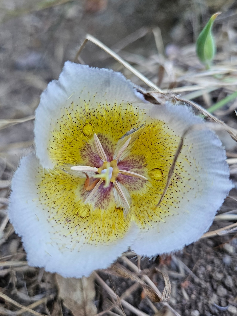 Intermediate Weed's Mariposa Lily|calochortus Weedii Var. Intermedius ...