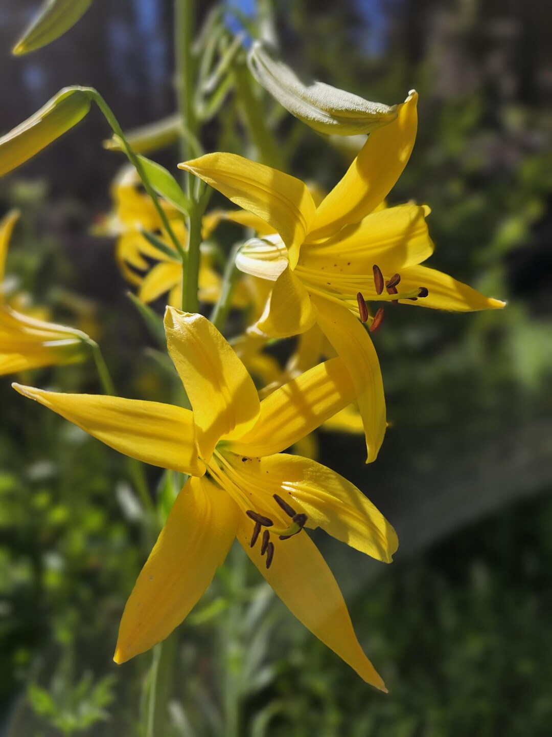 Lemon Lily Seeds|lilium Parryi|california Native Plants|native ...