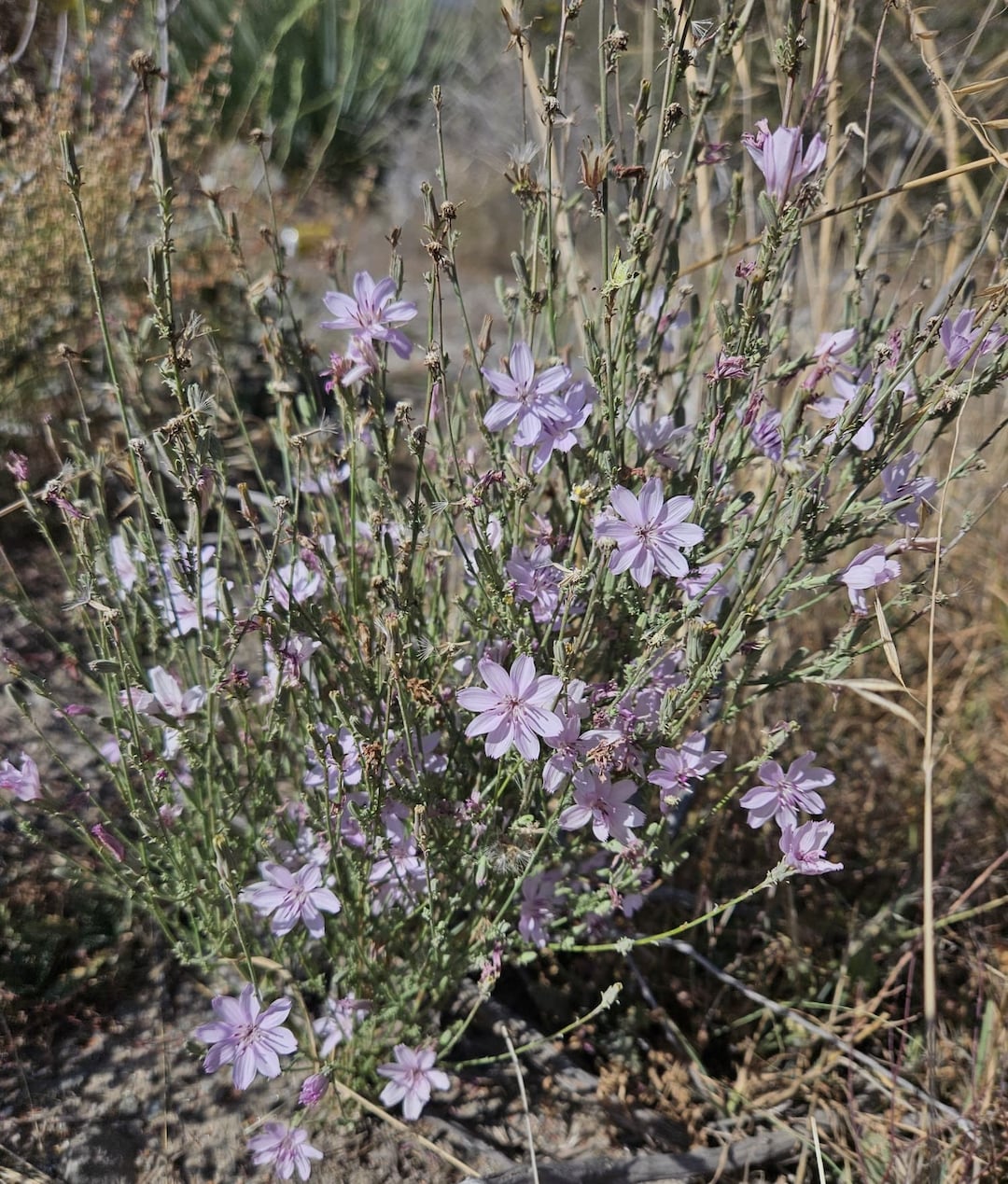 Parish's Wire Lettuce Seeds|stephanomeria Pauciflora|california Native ...