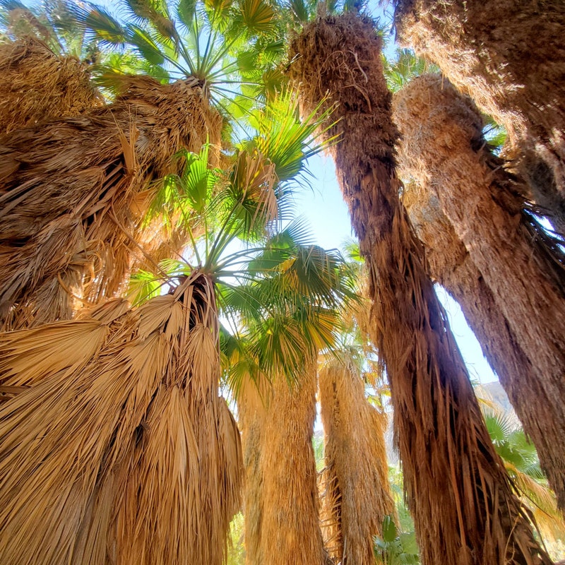 Palm Tree Seeds - Etsy