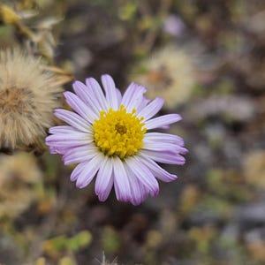 California Aster Seeds|corethrogyne Filaginifolia|california Native ...