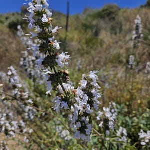 RARE Hybrid Black & White Sage Seeds|starlight Sage|salvia Starlight|california Native ...