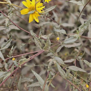 Slender Sunflower Seeds|helianthus Gracilentus|california Native Plants ...