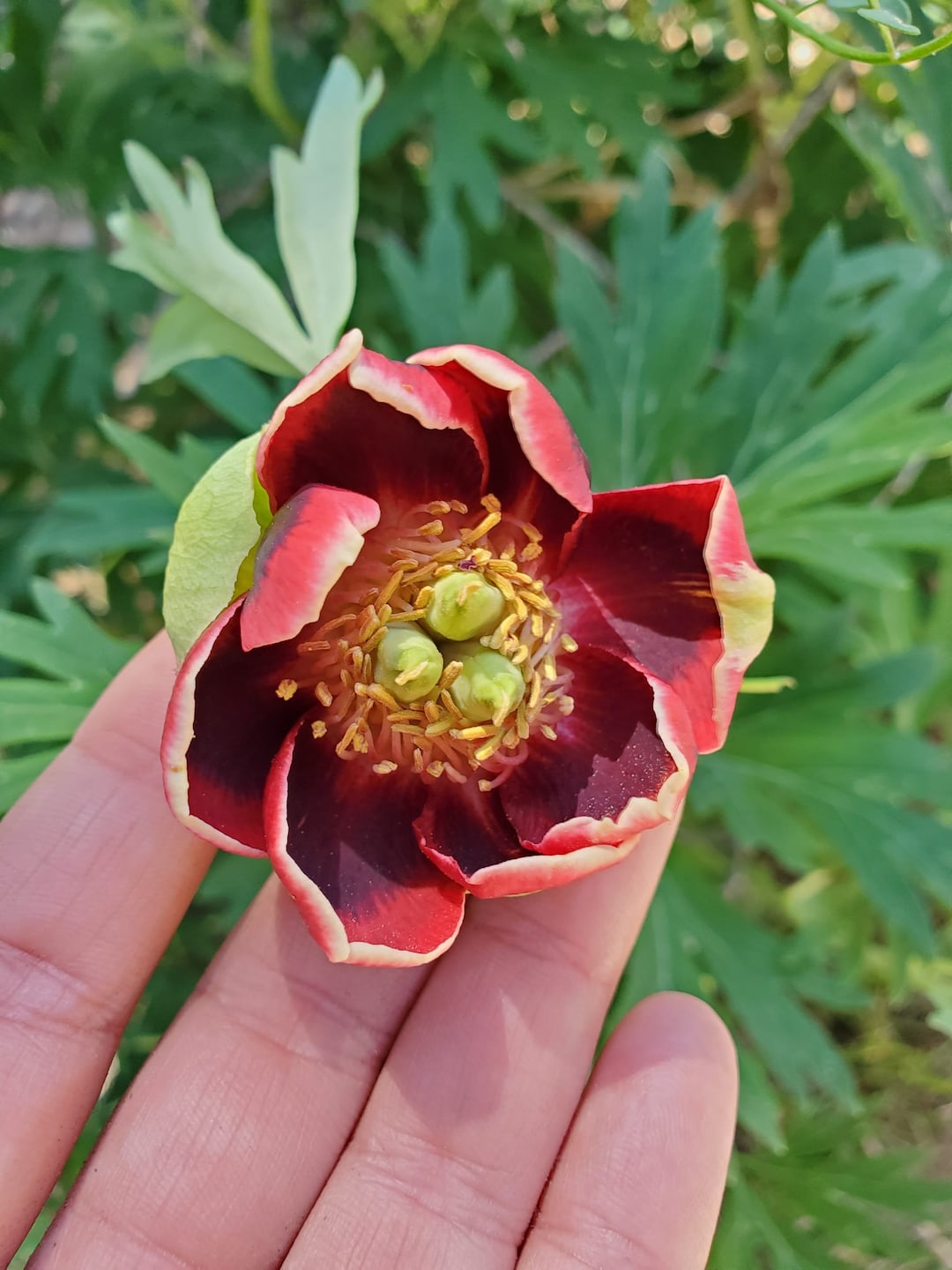 California Peony Seeds|paeonia Californica|california Native|native ...