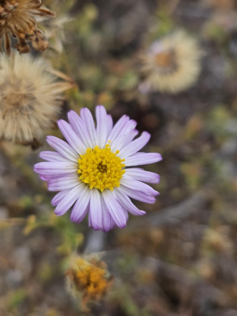 California Aster Seeds|corethrogyne Filaginifolia|california Native ...