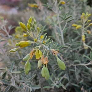 California Bladderpod Seeds|peritoma Arborea|california Native ...