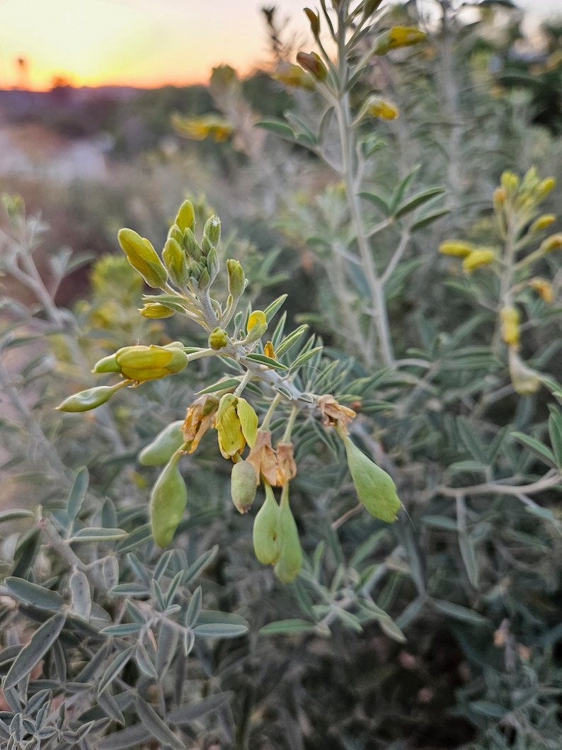 California Bladderpod Seeds|peritoma Arborea|california Native ...