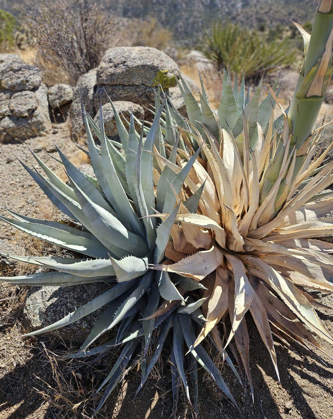 Desert Agave Seeds|agave Deserti|california Native Plants|california ...
