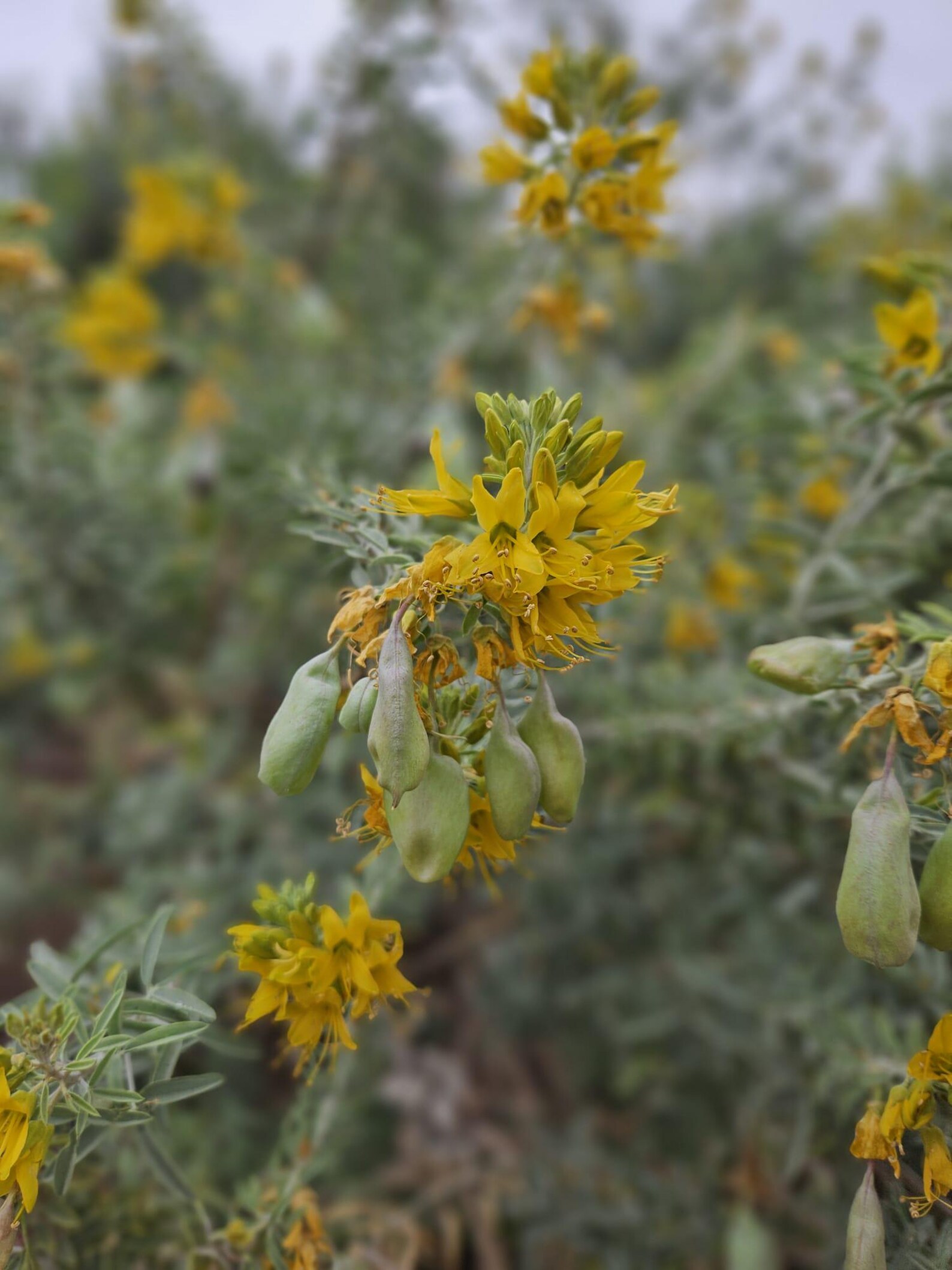 California Bladderpod Seeds|peritoma Arborea|california Native ...