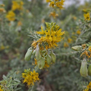 California Bladderpod Seeds|peritoma Arborea|california Native ...