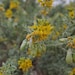 California Bladderpod Seeds|peritoma Arborea|california Native ...