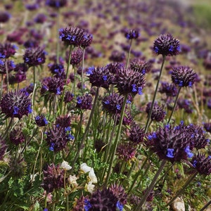 Chia Seeds|salvia Columbariae|california Native Plants|native ...