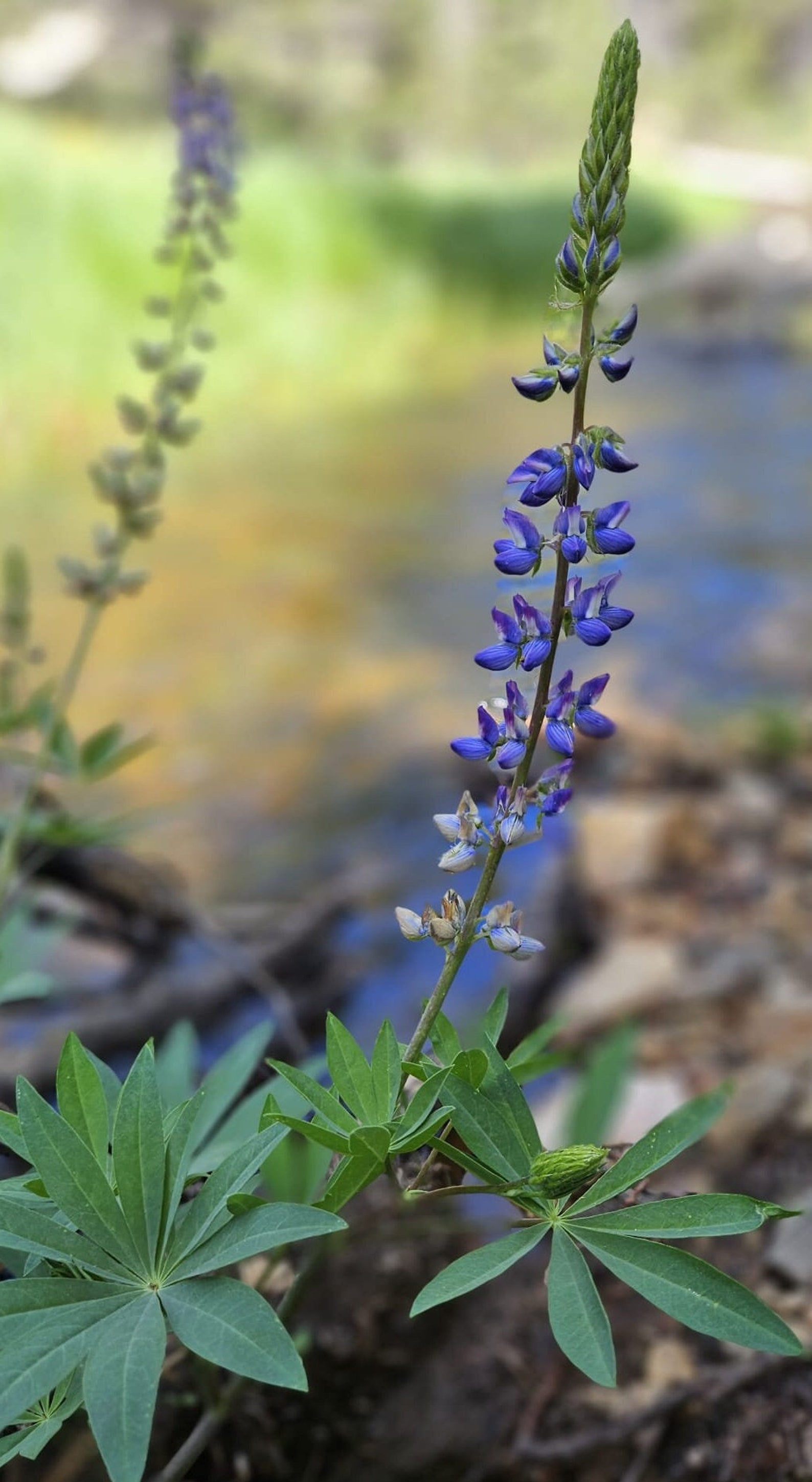 Meadow Lupine Seeds|lupinus Polyphyllus|california Native Wildflowers ...