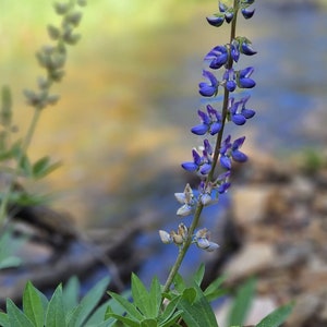 Meadow Lupine Seeds|lupinus Polyphyllus|california Native Wildflowers ...