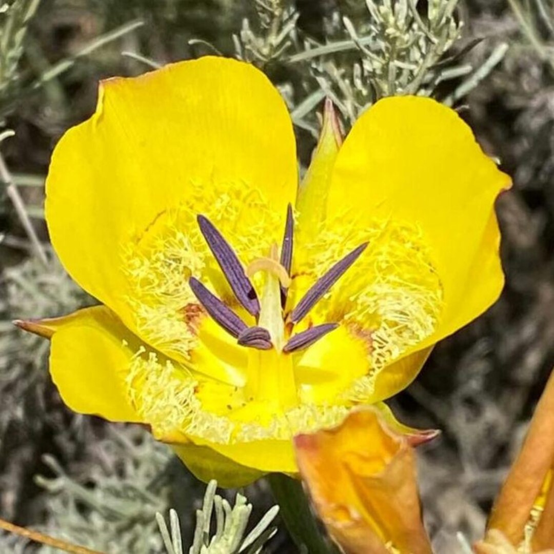 Clubhair Mariposa Lily Seeds|calochortus Clavatus|california Native ...
