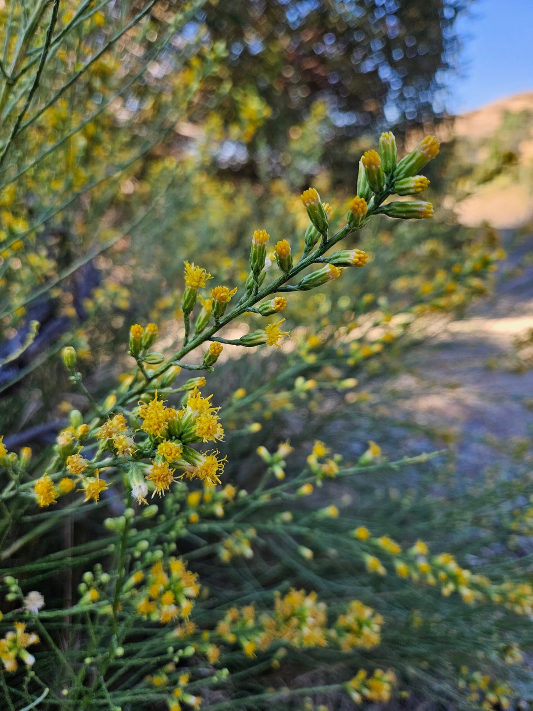 Scale Broom Seeds|lepidospartum Squamatum|california Broomsage ...