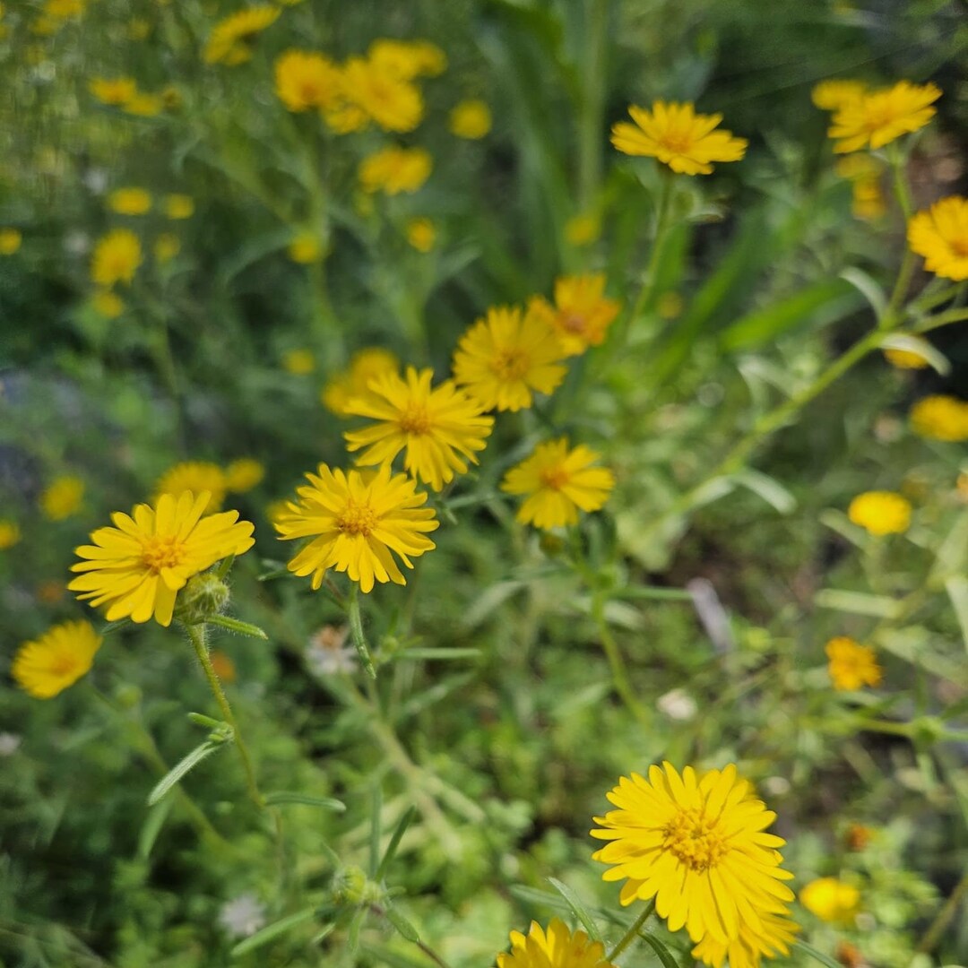 Spring Madia Seeds|madia Elegans|california Native Wildflower ...