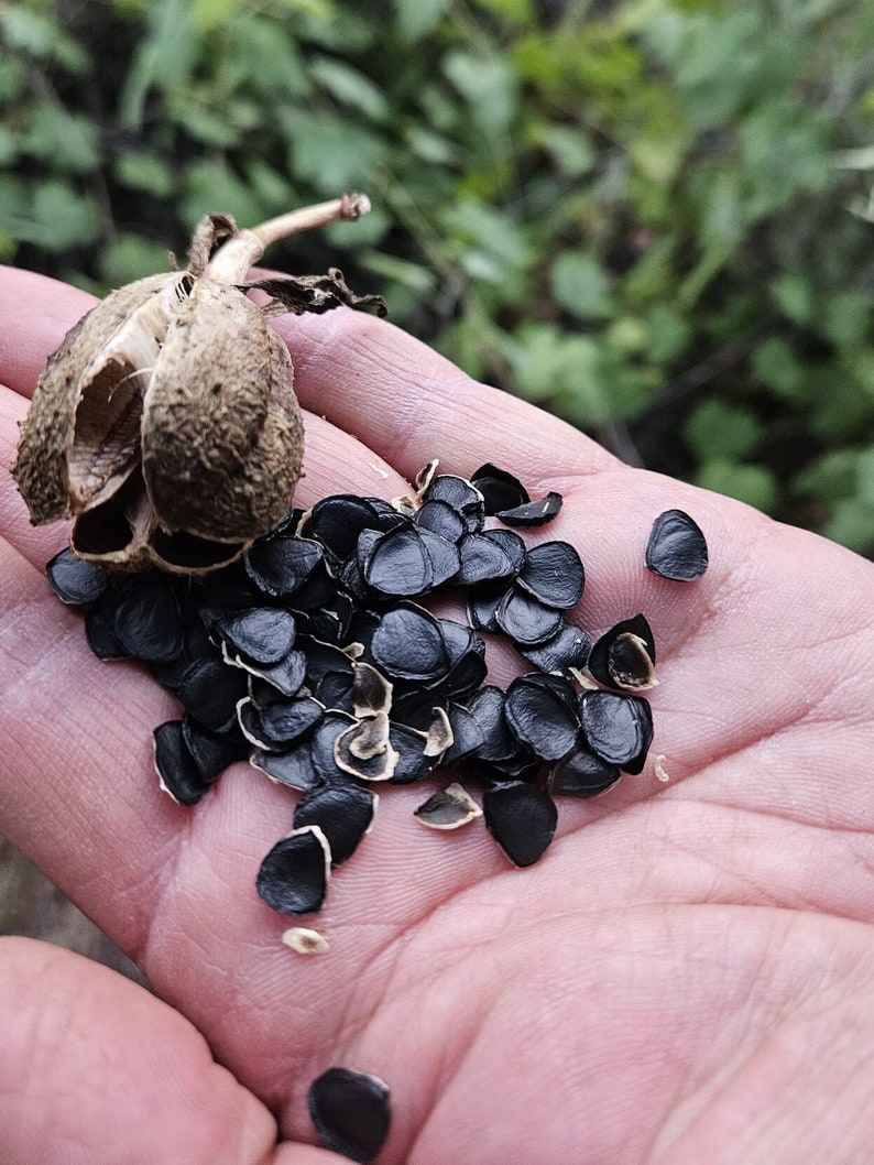 Chaparral Yucca Seedshesperoyucca Whippleicalifornia Native ...