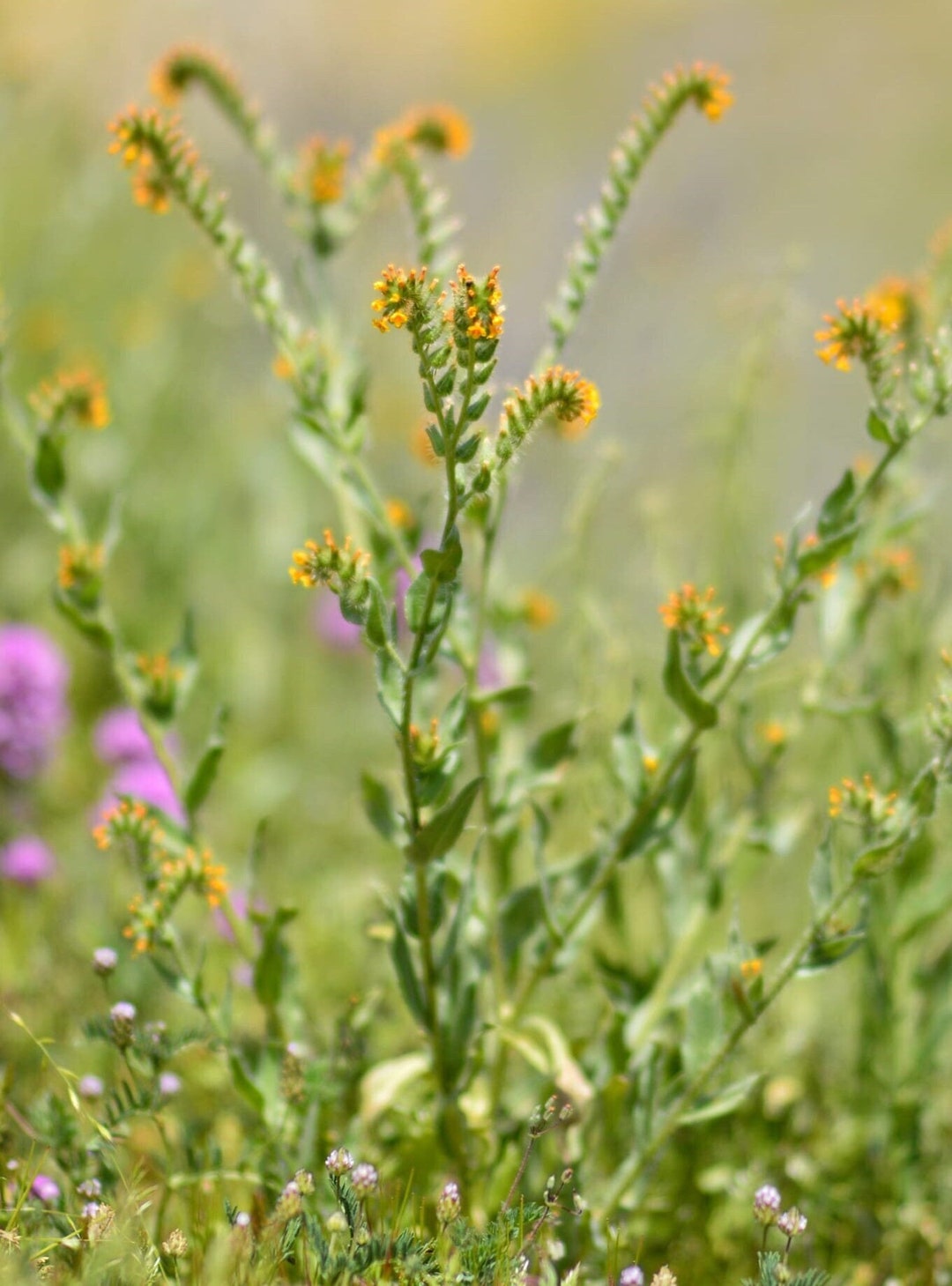 Common Fiddleneck Seeds|amsinckia Intermedia|california Native ...