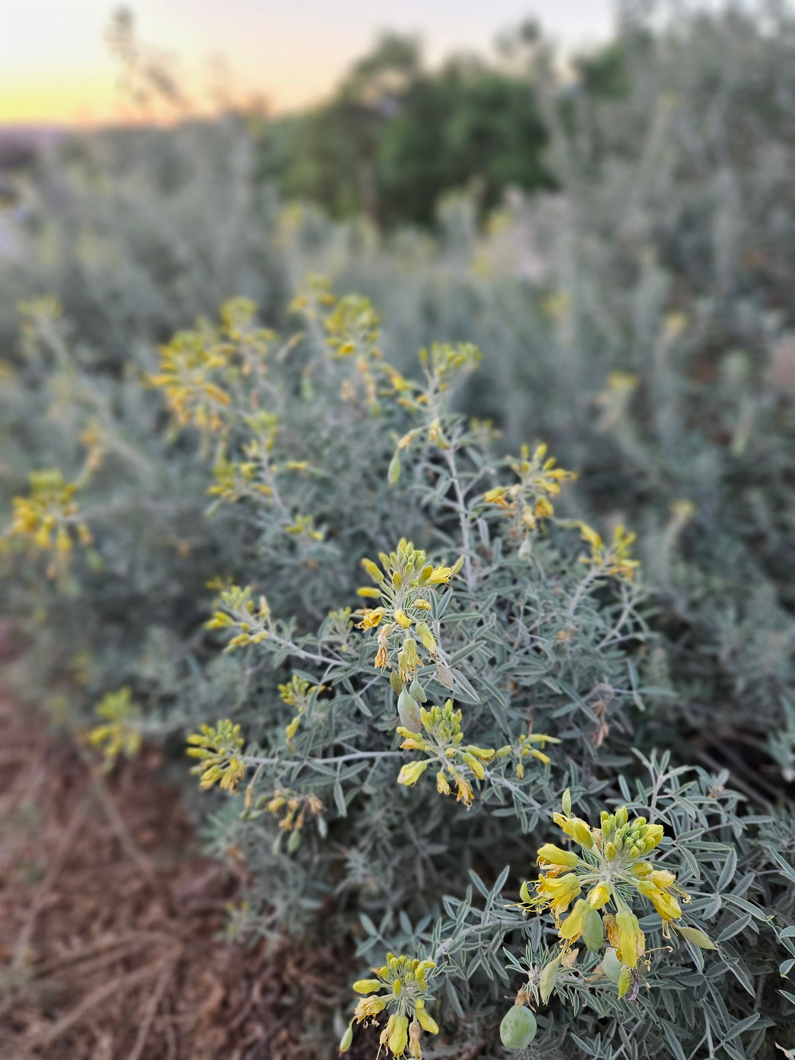 California Bladderpod Seeds|peritoma Arborea|california Native ...