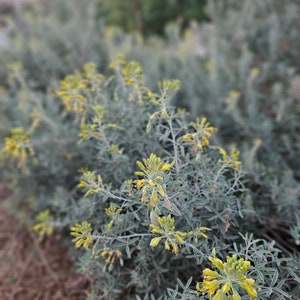 California Bladderpod Seeds|peritoma Arborea|california Native ...