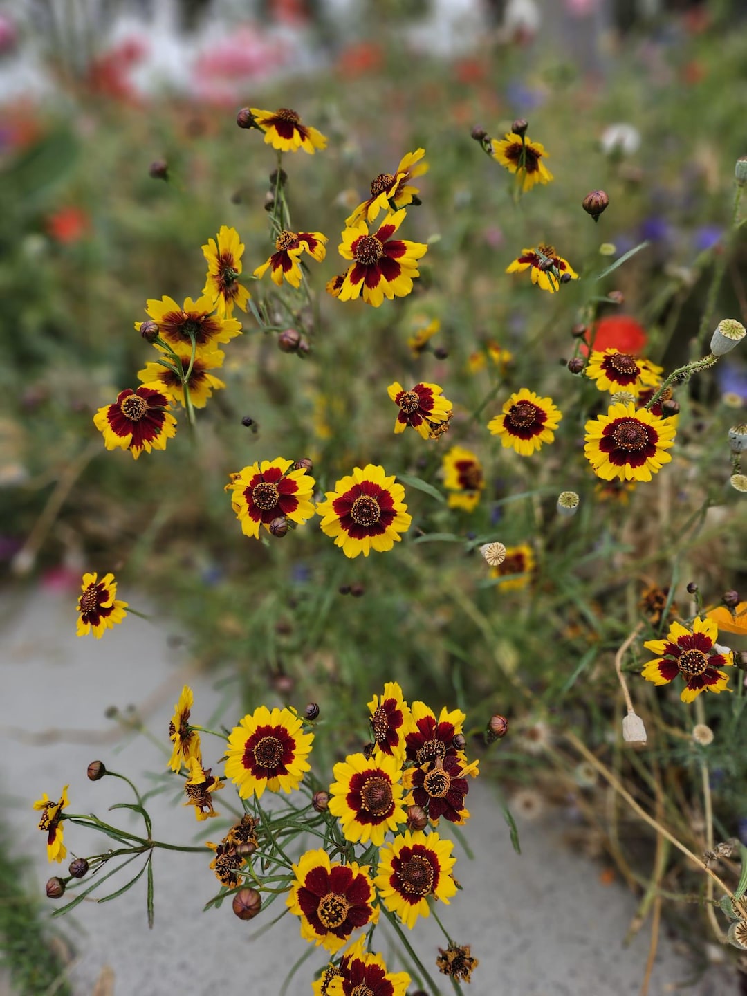 Plains Coreopsis Seeds|texas Native Plants|texas Native Wildflower Seed ...