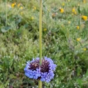 Chia Seeds|salvia Columbariae|california Native Plants|native ...
