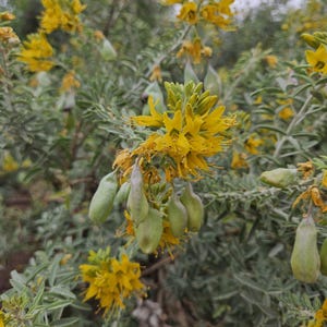 California Bladderpod Seeds|peritoma Arborea|california Native ...