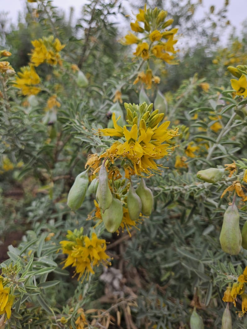 California Bladderpod Seeds|peritoma Arborea|california Native ...