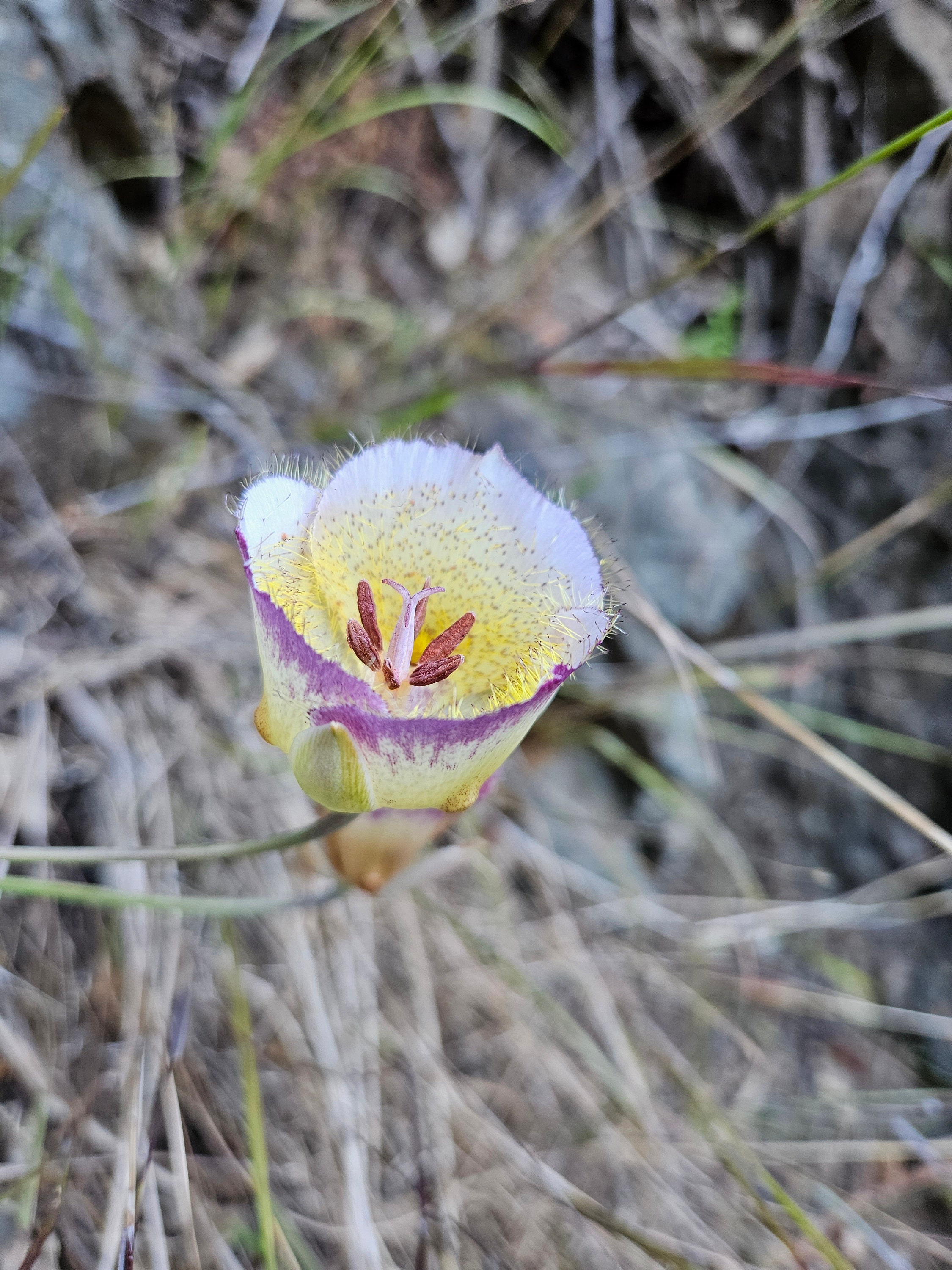 Intermediate Weed's Mariposa Lilycalochortus Weedii Var ...