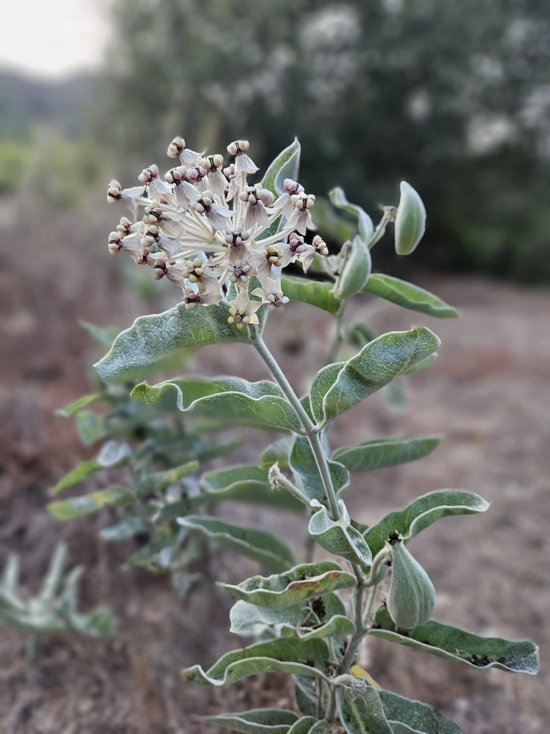 Woollypod Milkweed Seeds|asclepias Eriocarpa|california Native Plants ...