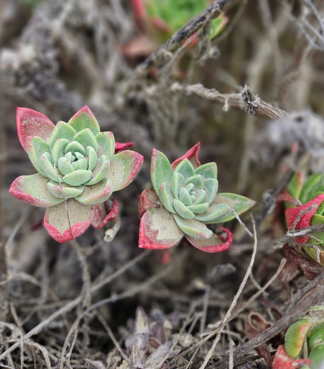 Dudleya Farinosa Seeds|bluff Lettuce|california Native Plant|gardening ...
