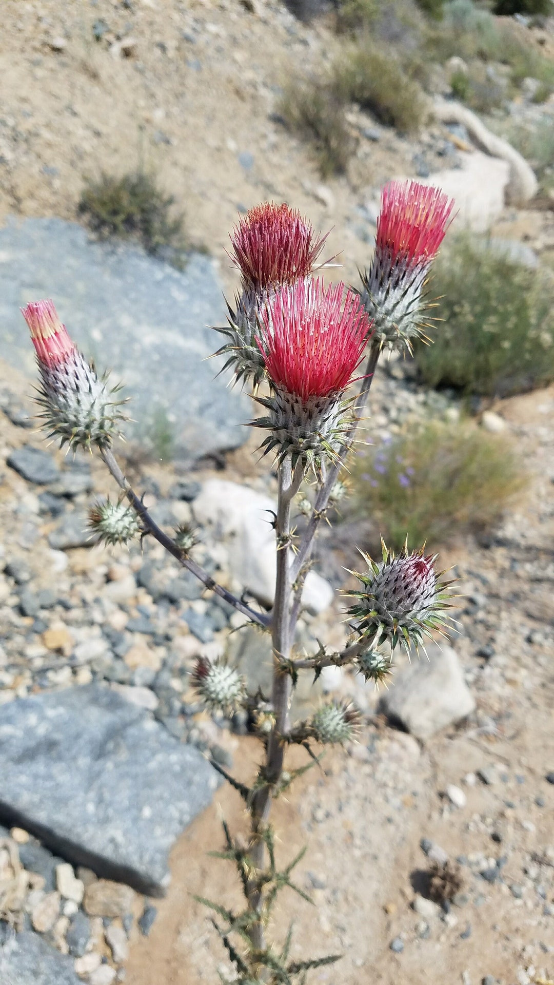 Venus Thistle Seeds|cirsium Occidentale Var. Venustum|california Native ...