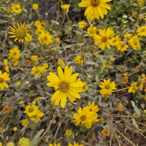 Slender Sunflower Seeds|helianthus Gracilentus|california Native Plants ...