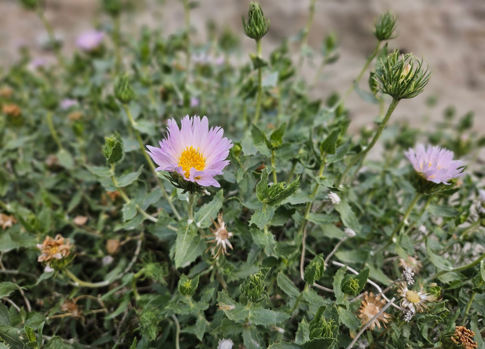 Orcutt's Woody Aster Seeds|xylorhiza Orcuttii|california Native Plants ...