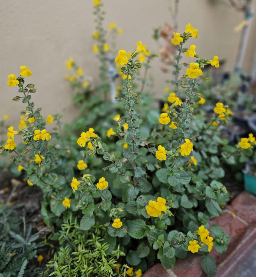 Seep Monkey Flower Seeds|erythranthe Guttata|california Native ...