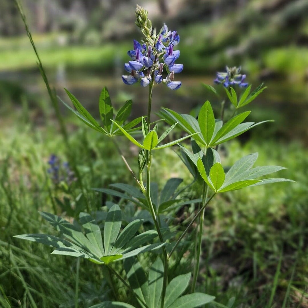 Meadow Lupine Seeds|lupinus Polyphyllus|california Native Wildflowers ...