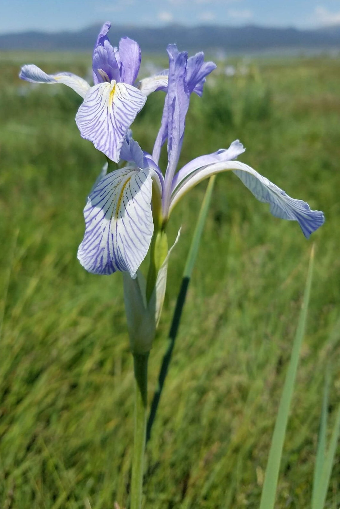 Western Blue Flag Iris Seeds|iris Missouriensis|california Native ...