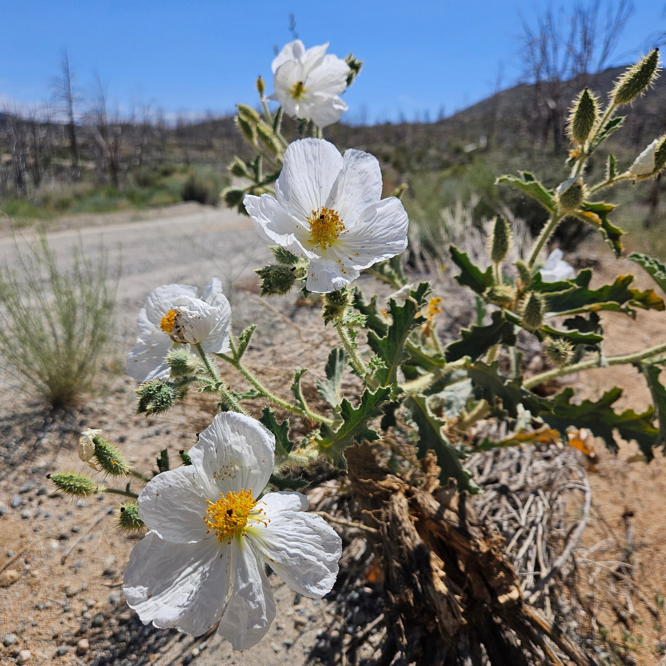 Desert Poppy