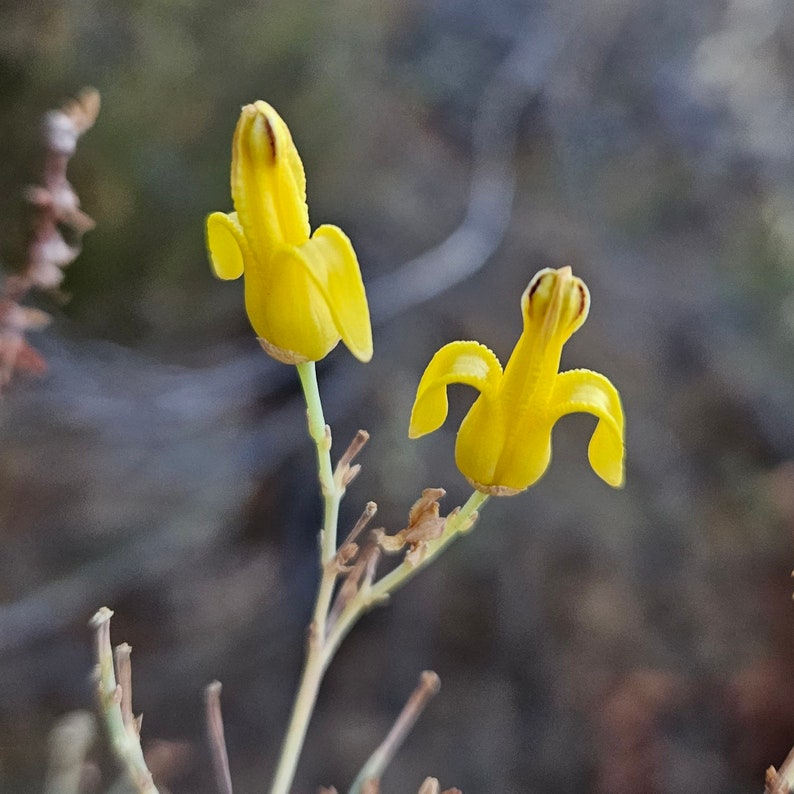 Golden Ear Drops Seeds|ehrendorferia Chrysantha|california Native ...