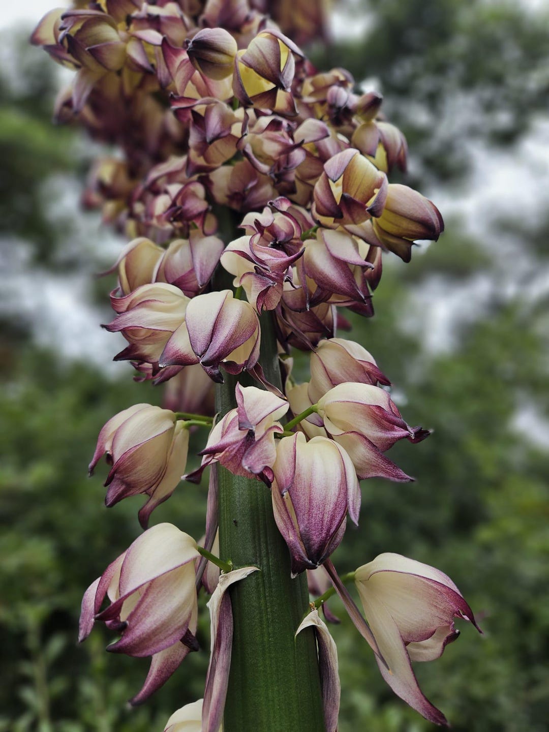 Purple Chaparral Yucca Seeds|hesperoyucca Whipplei|california Native ...