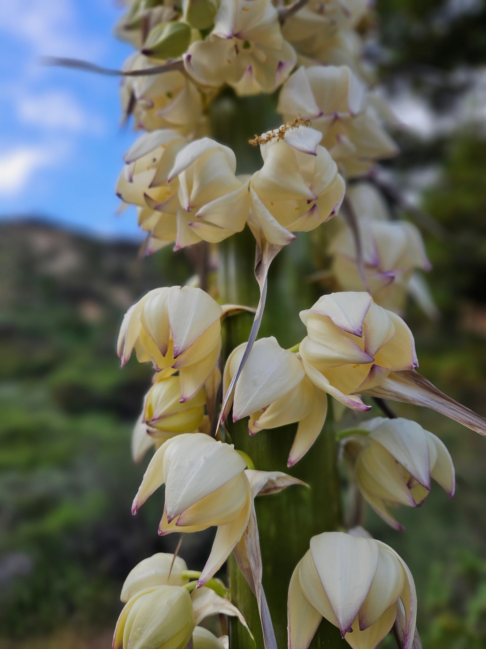 Chaparral Yucca Seeds|hesperoyucca Whipplei|california Native Plants ...