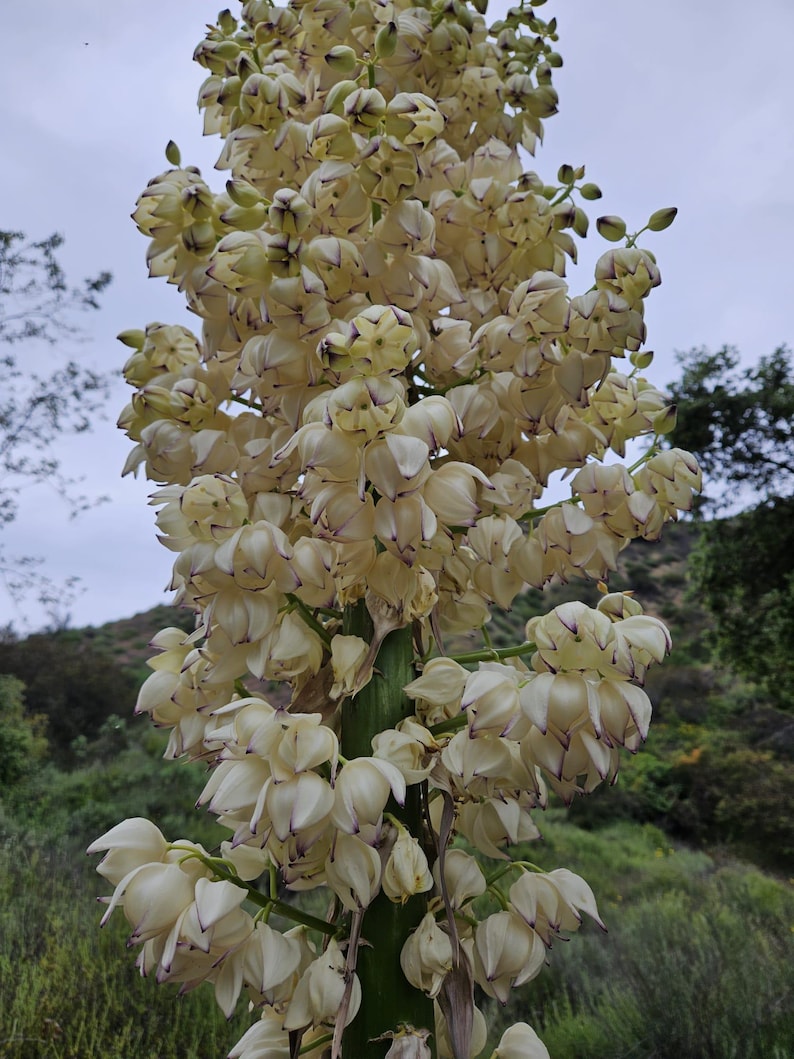 Chaparral Yucca Seeds|hesperoyucca Whipplei|california Native Plants ...