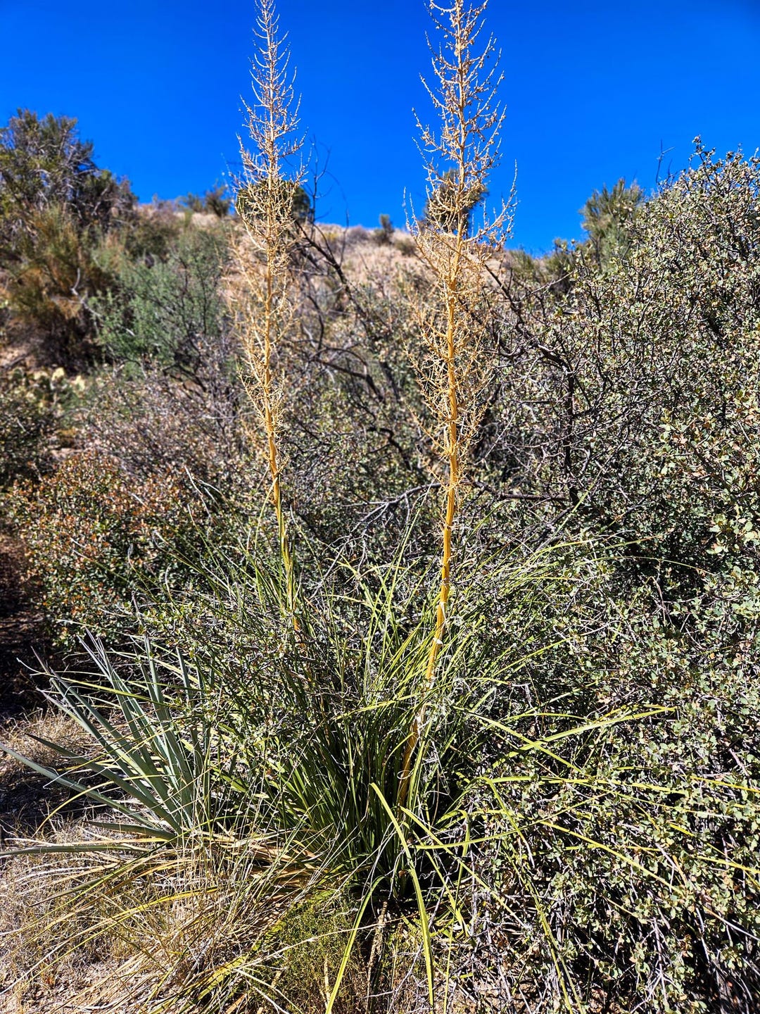 Arizona Bear Grass Seeds|nolina Microcarpa|arizona Native Plants ...