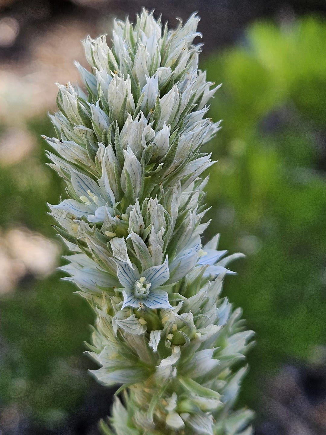 Kern Frasera Seeds|frasera Tubulosa|california Native Plants ...