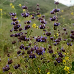 Chia Seeds|salvia Columbariae|california Native Plants|native ...