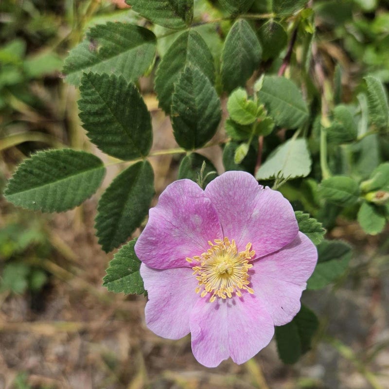 Rose Hip - Etsy
